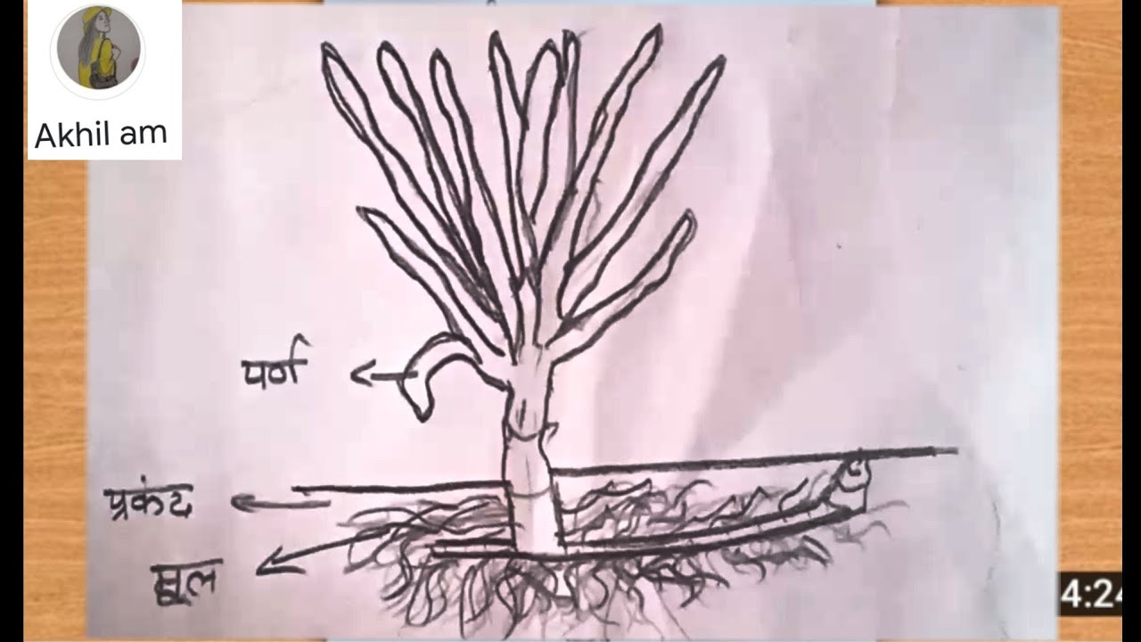 Typha ki drawing/Typha drawing/Typha ka diagram/Typha ka chitar/How to ...