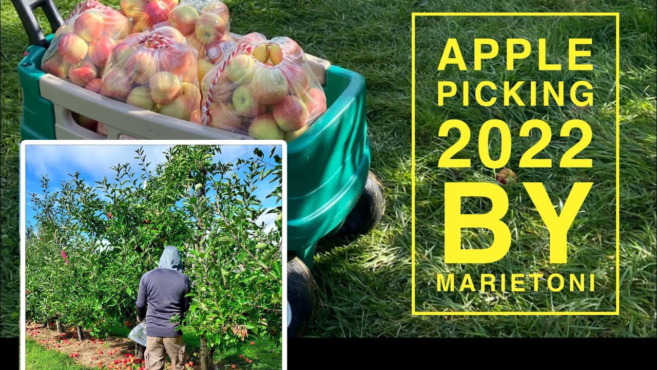 Apple picking 2022 at Fredericton NB,By Marietoni - YouTube