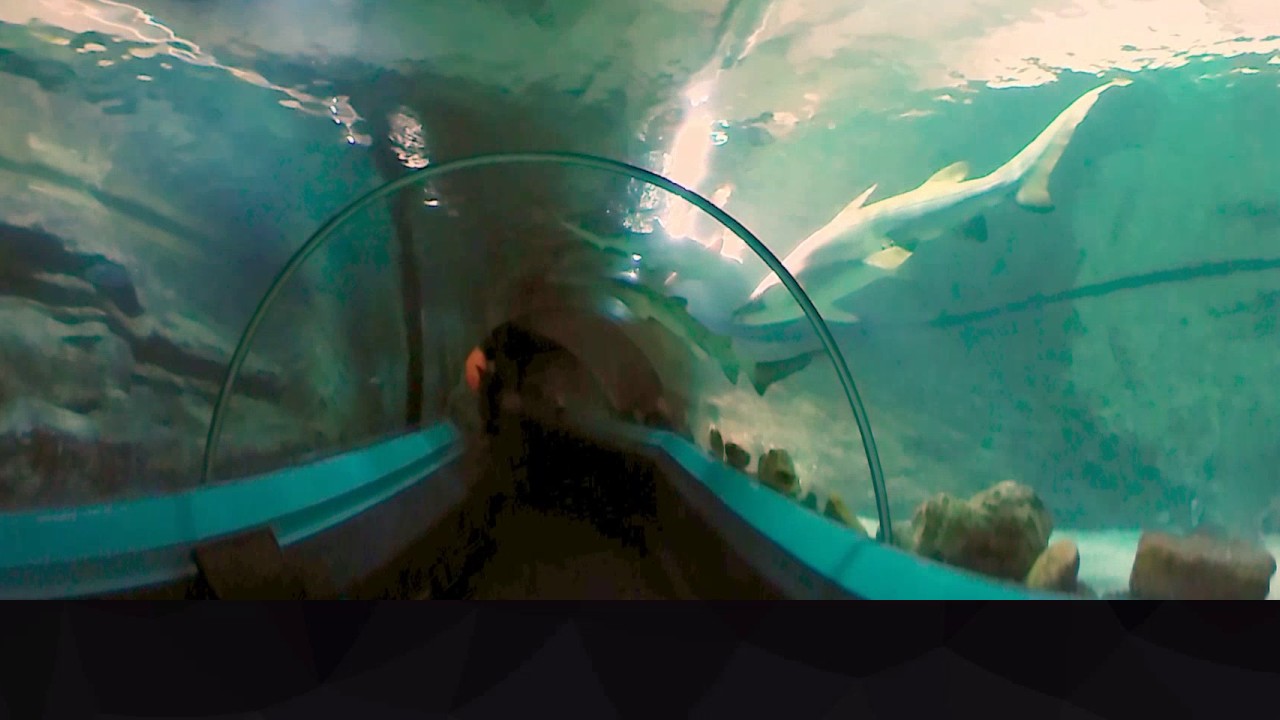 Manly Sea Life Sanctuary Dry Tunnel 360 footage - YouTube