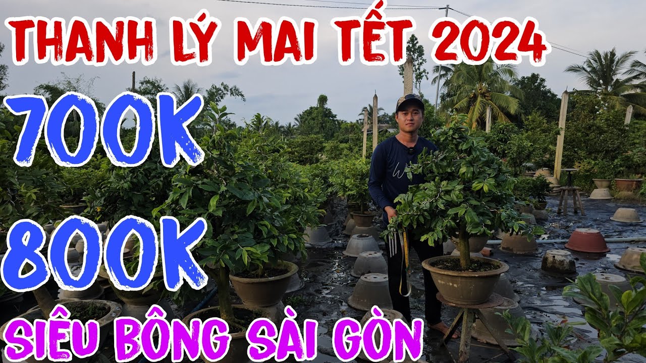 29/10/2023📲0866459094(Nam)🍀thanh lý xả hàng lô mai giống cúc thọ hương ...