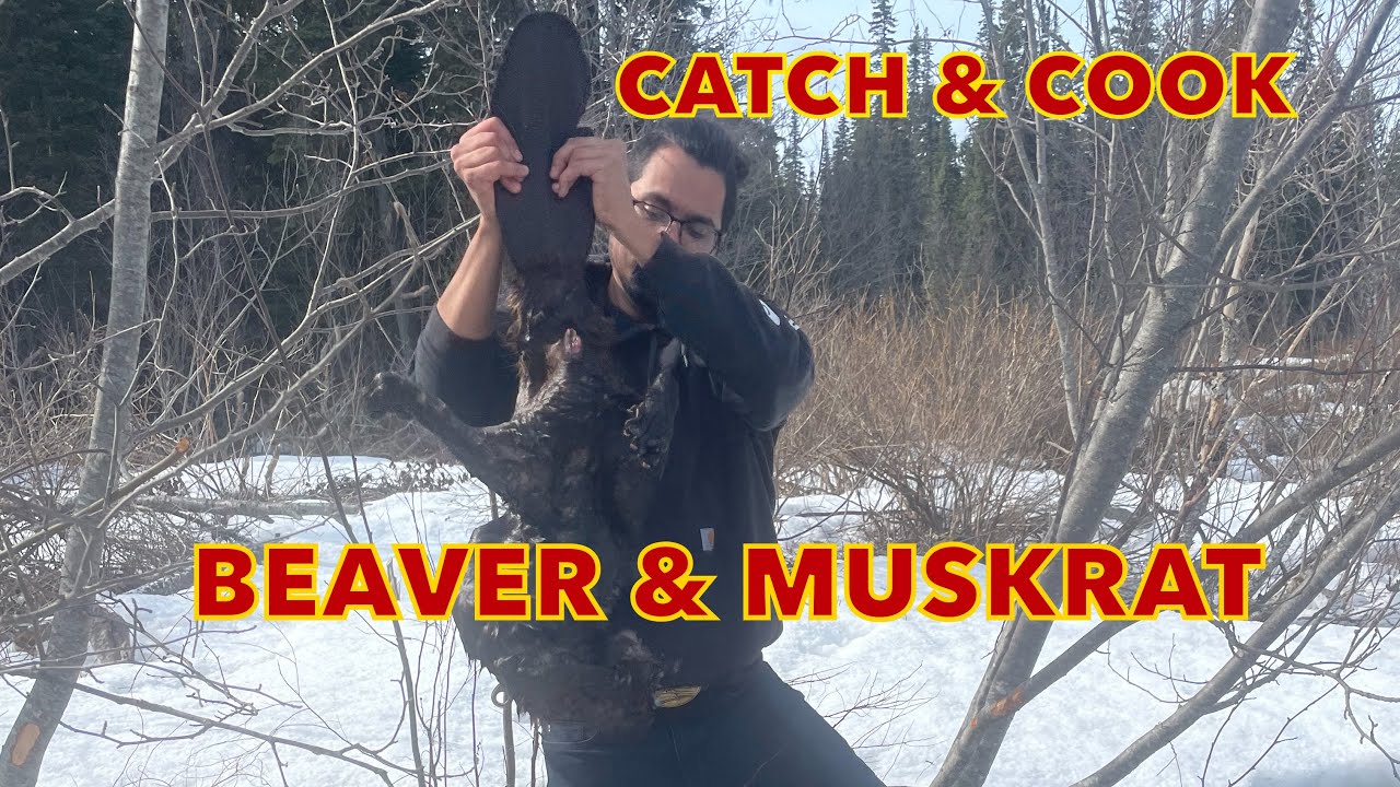Catch & Cook Muskrat & Beaver. - YouTube