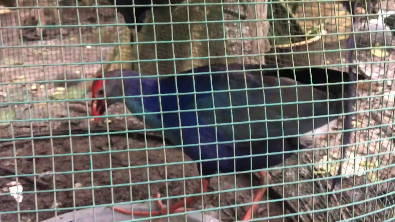 Burung Pangling Biru Jinak * Purple Swamphen Porphyrio porphyrio Mandar ...