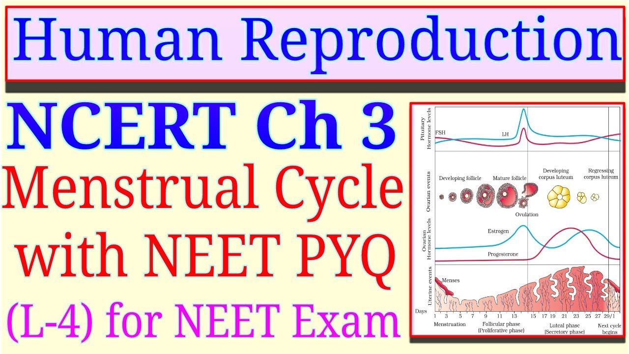 Human Reproduction class 12 ncert Menstrual Cycle with NEET pyq - YouTube