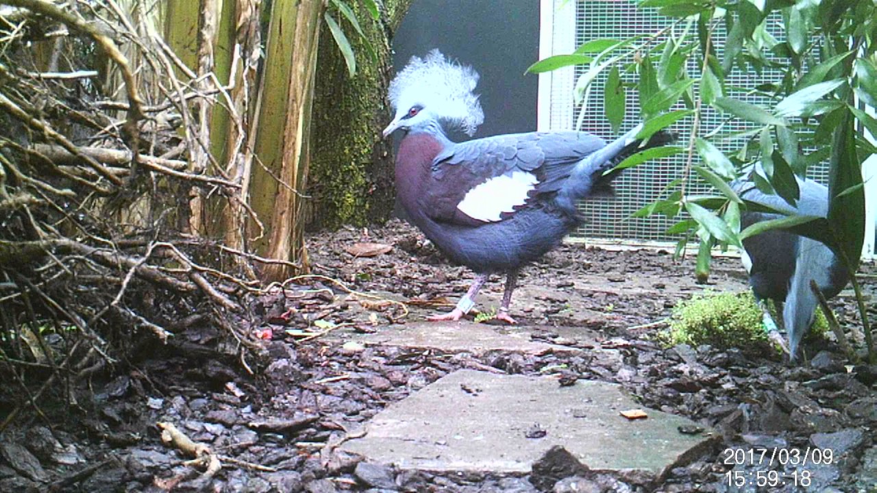 Sclater's crowned pigeons (Goura sclateri) at Aeres MBO Barneveld - YouTube
