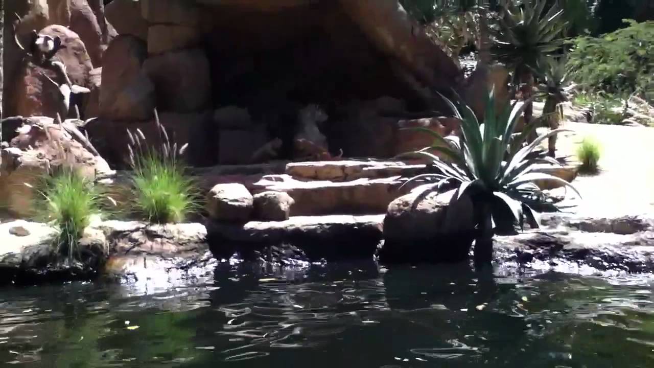 Disneyland water safari - YouTube