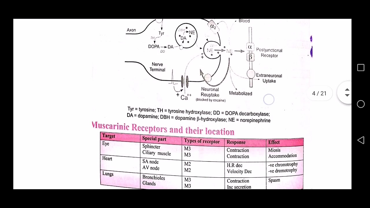 ANS Pharmacology short notes. last night study. part #1 - YouTube