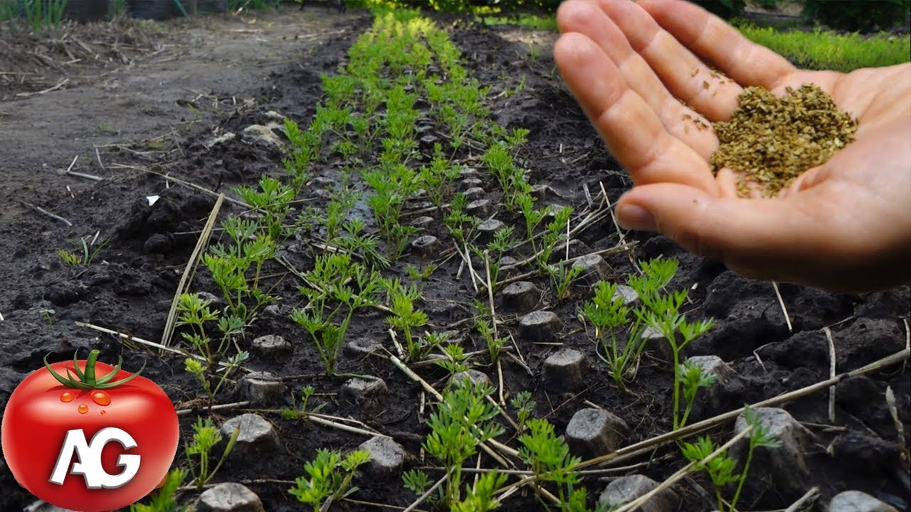 Carrots germinate much faster if this is done with seeds before sowing ...