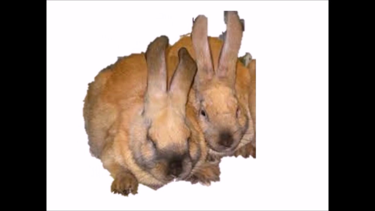 Cinnamon Rabbit Episode Part 3 Care and Clubs - YouTube