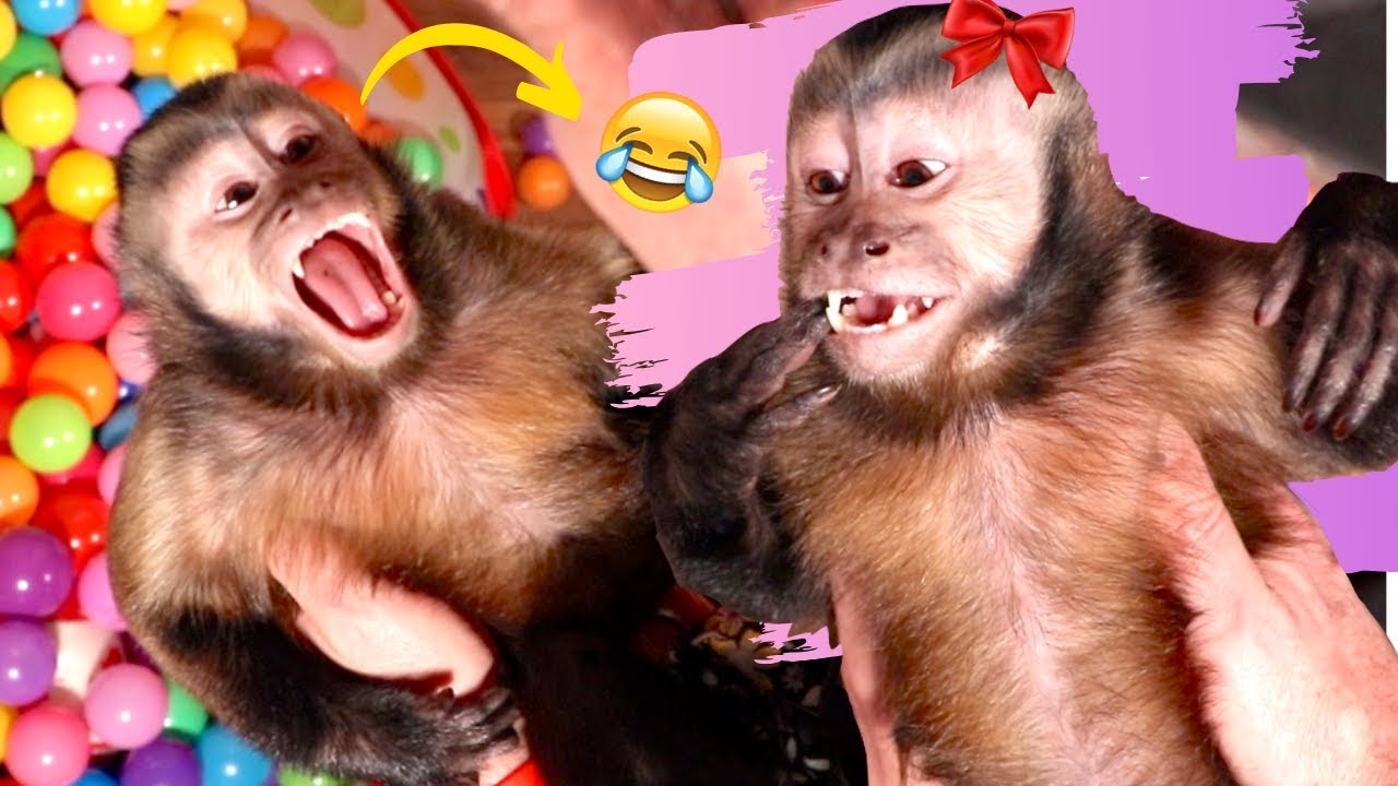 Cute Monkey GIGGLES & Has a Ball Pit Blast! - YouTube