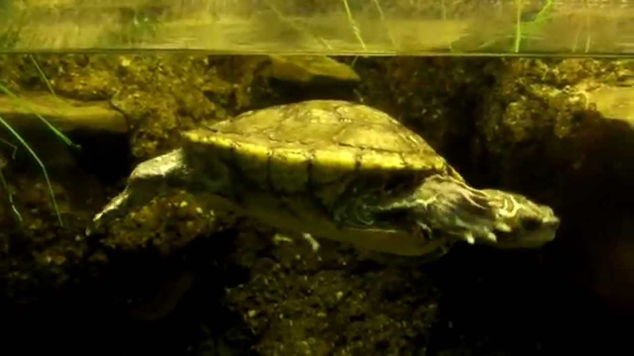 Yellow Blotched Map Turtles swim @ Columbus, Ohio zoo, 10/16/14 - YouTube