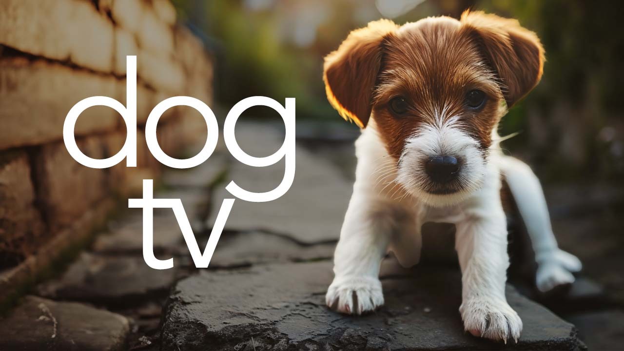 Exciting Beach Walk for Dogs | 20 Hour DOG TV - Virtual Dog Walking ...