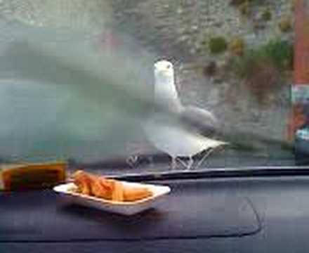 Seagull trying to get my chips!!! - YouTube