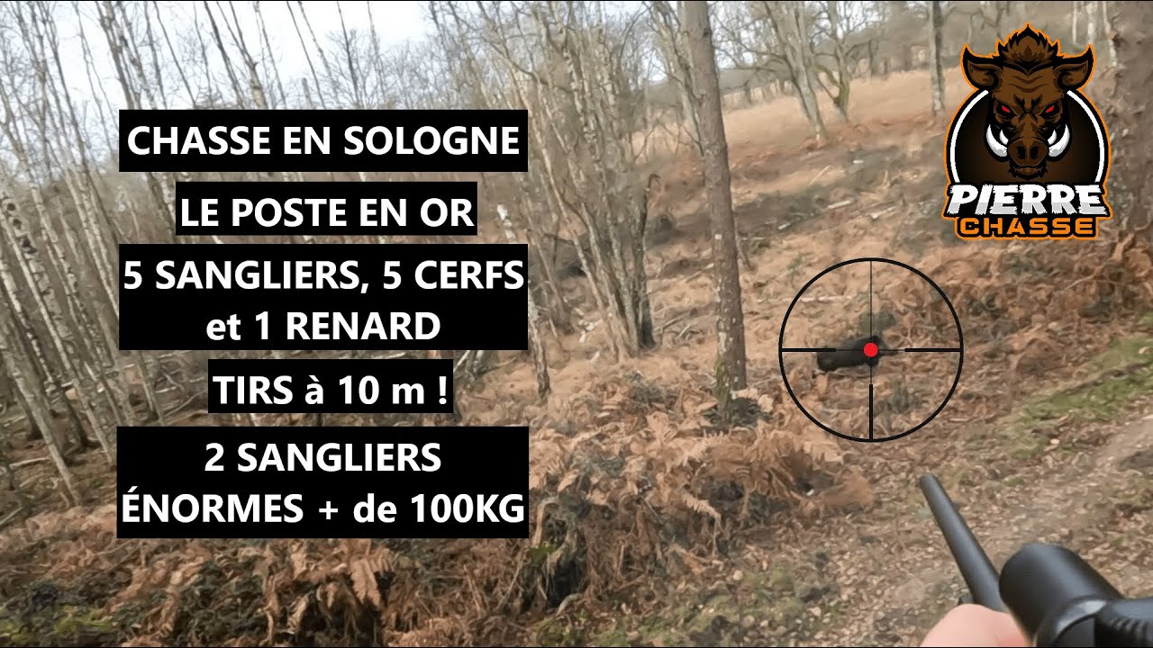 CHASSE SOLOGNE EN BATTUE : 5 SANGLIERS, 5 CERFS et 1 RENARD ! LE POSTE ...
