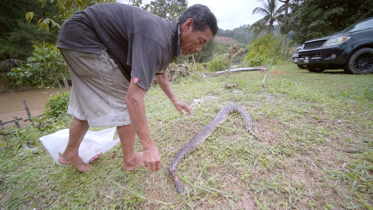 Sabah: Eating SNAKES brings me back home! - YouTube