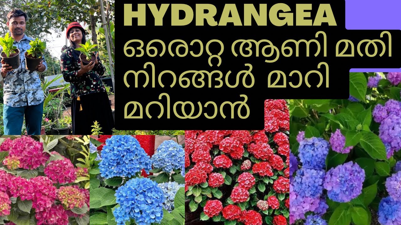 പല നിറങ്ങളിൽ വിരിയുന്ന hydrangea പൂക്കളുടെ രഹസ്യം / Hydrangea plant ...