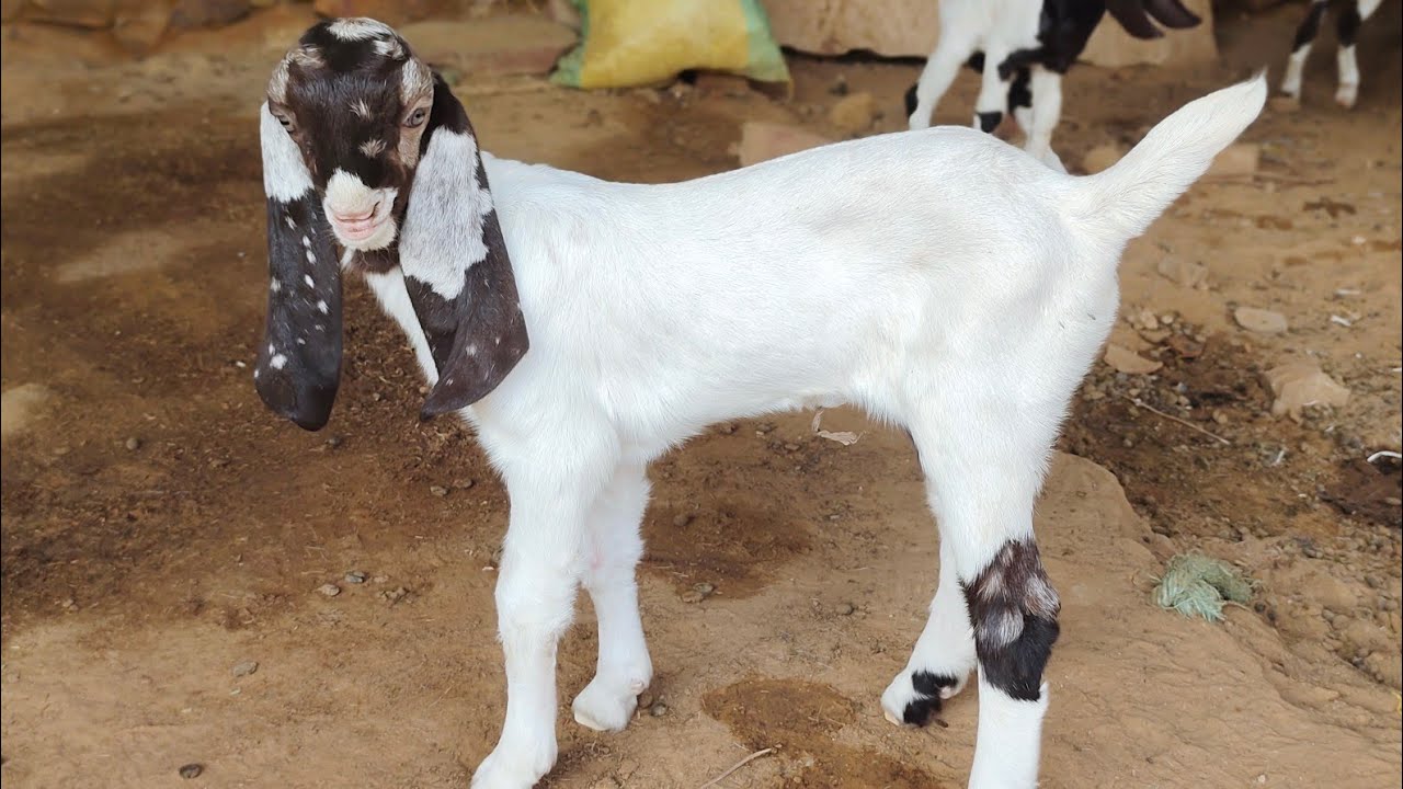mewati Goat kids male bakra 4 bacha lots 3 4 month totapuri andul kid ...