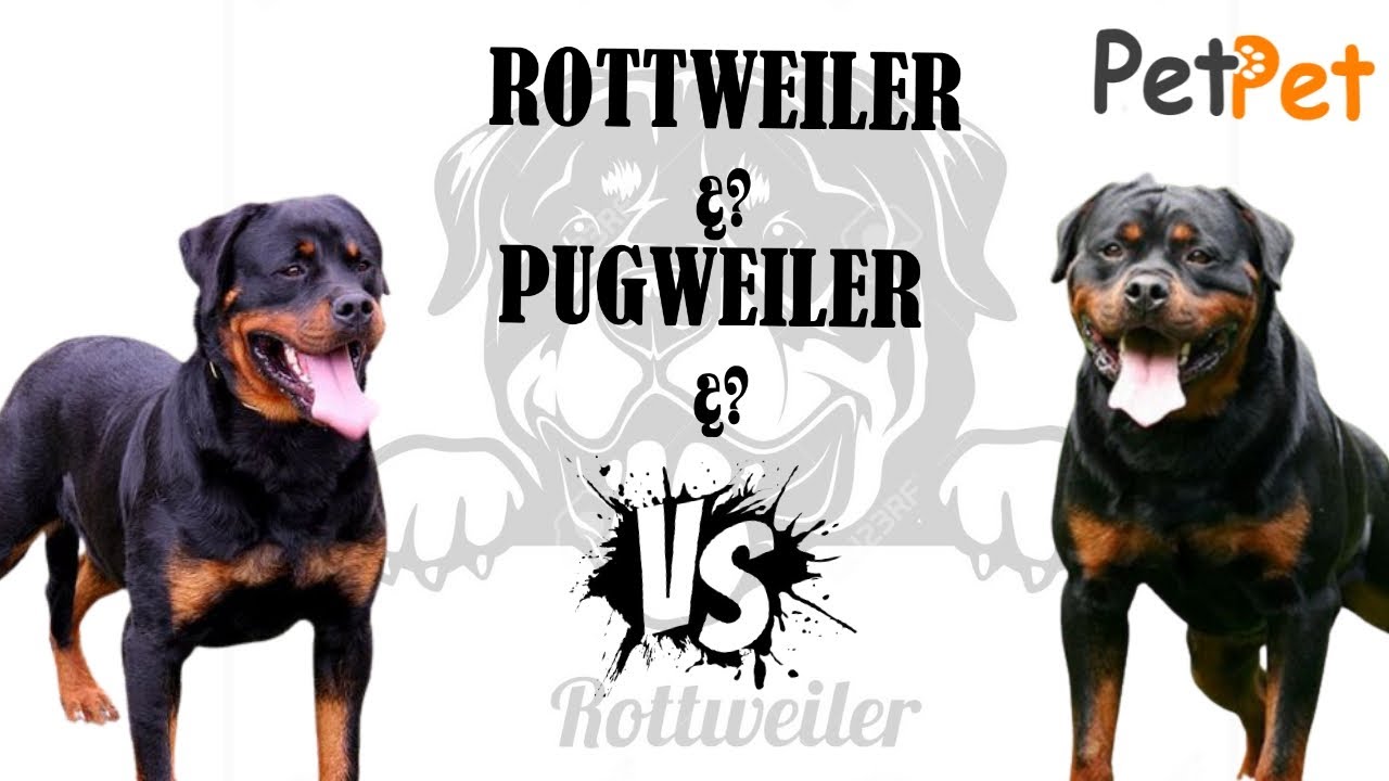 ලංකාවෙ ගොඩක් ඉන්නෙ rottweiler ද? නැත්නම් pugweiler ද? ළඟදි ගම්පහට ...