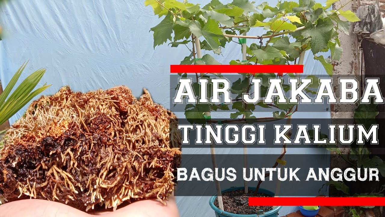 jamur jakaba tinggi kalium sangat bagus untuk tanaman anggur - YouTube