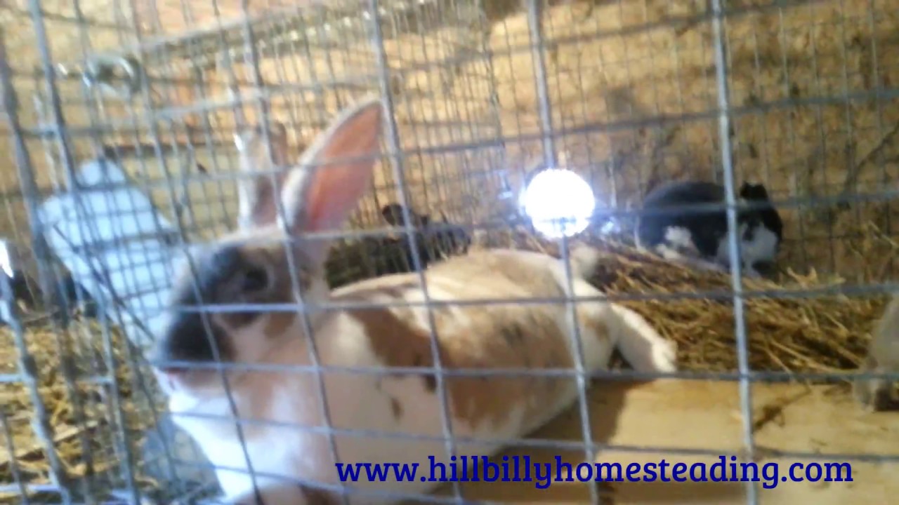 Rabbit Genetics - Viewer Question: Will the Dilution Gene Be Carried or ...