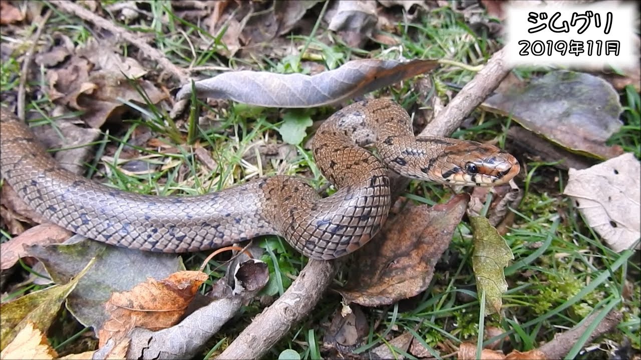 ジムグリ Japanese Forest Ratsnake (Elaphe conspicillata) - YouTube