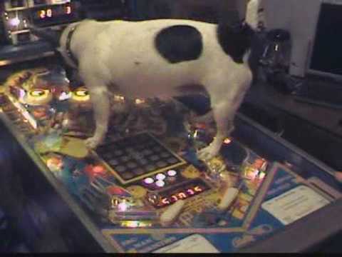Mr. & Mrs. Pacman pinball dog playing lol - YouTube