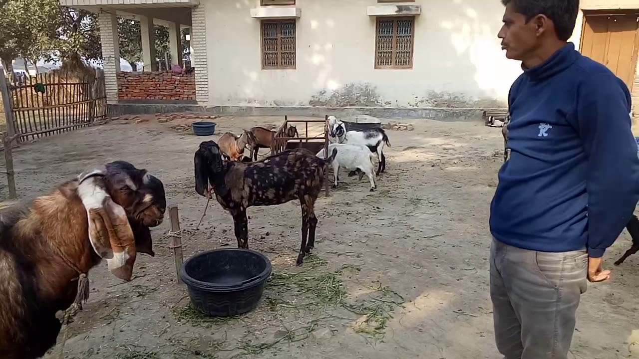 kisan goat farm bihar 7909071457/7677815076 - YouTube