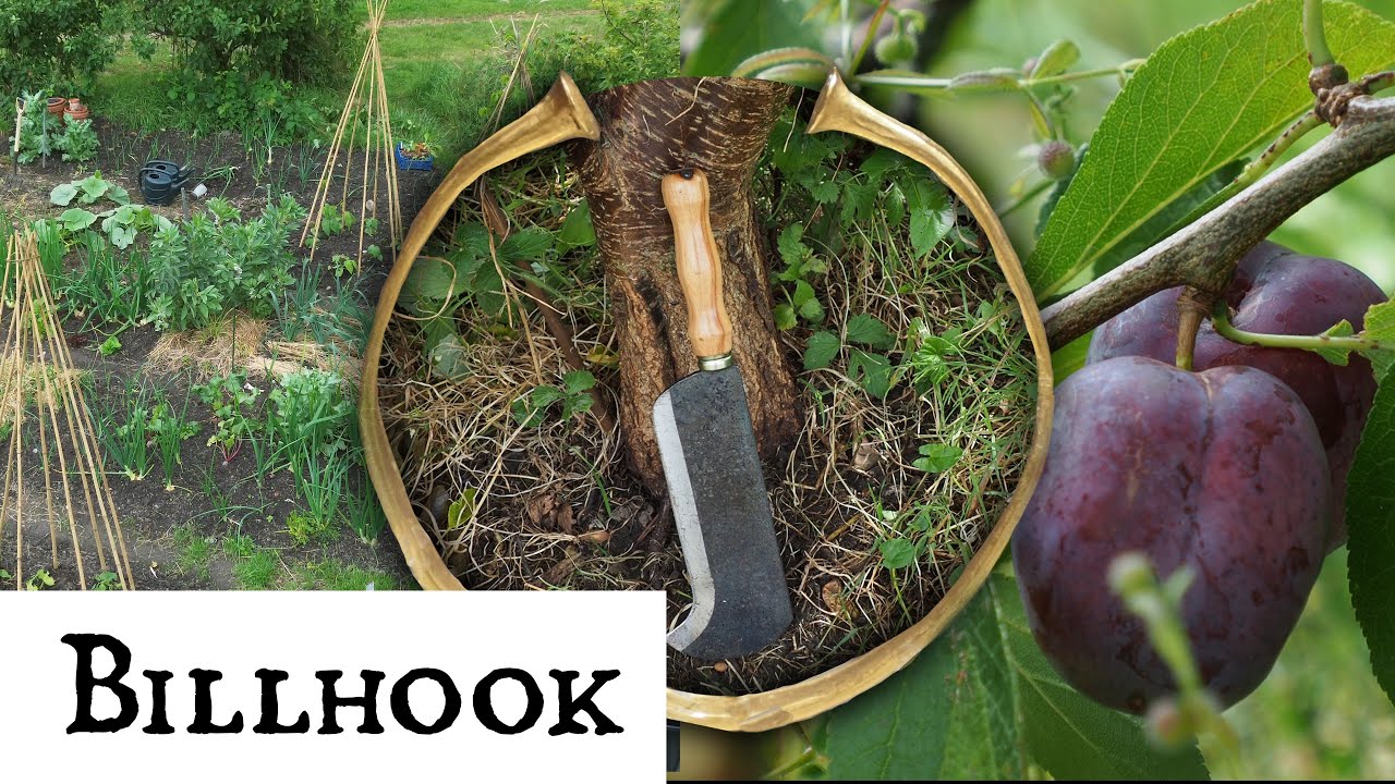 How to Use the Billhook on the Allotment - YouTube