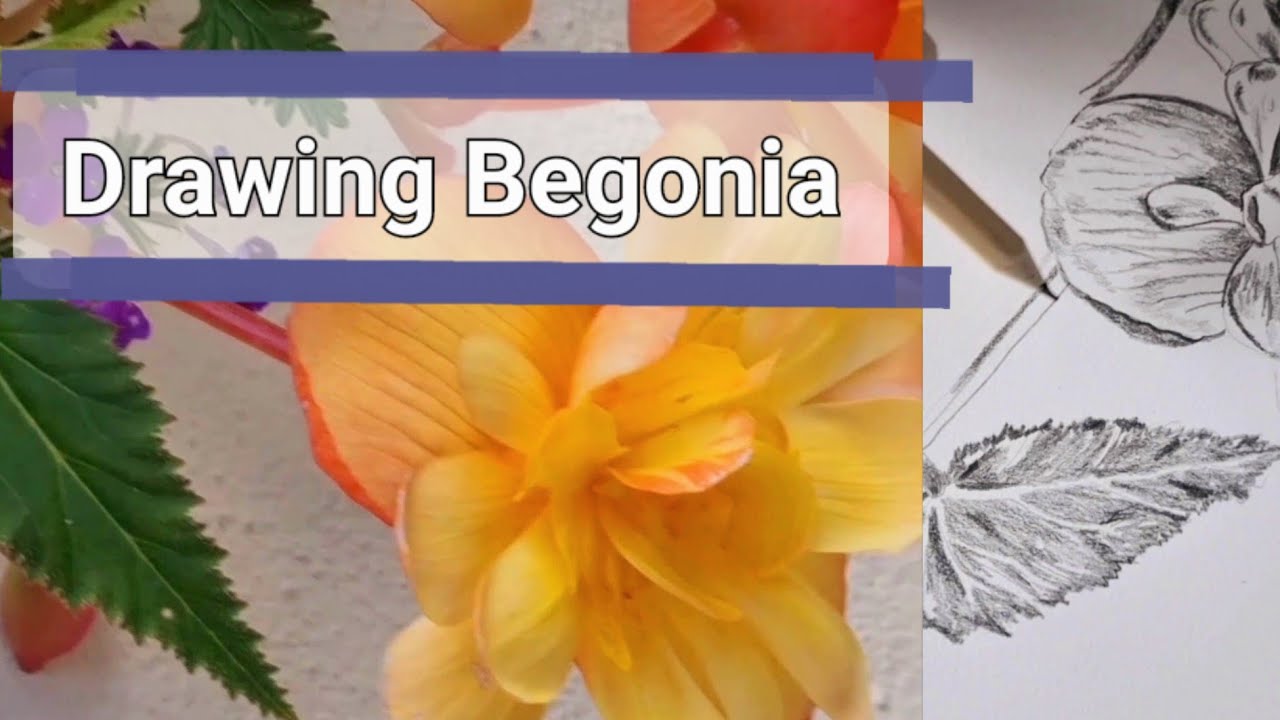 Pencil Drawing Begonia Flowers #art #drawing #begonia - YouTube