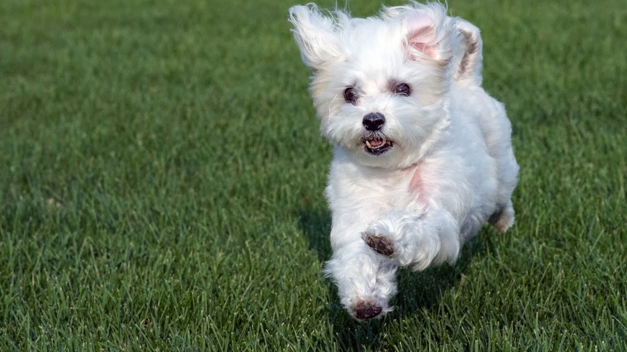 Maltese Dog Training Techniques: Effective Methods - YouTube