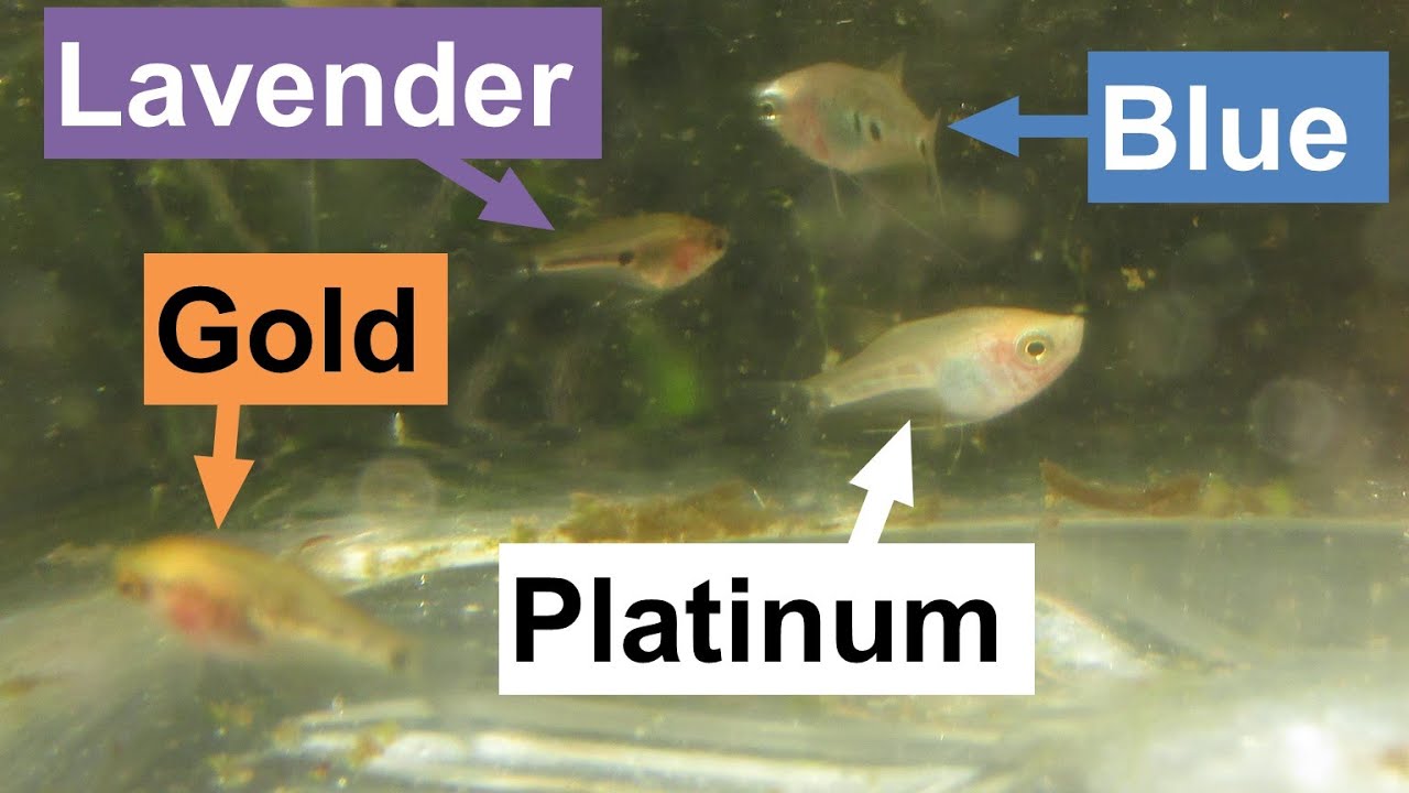 My first Platinum Gourami! Goals that keep me breeding and raising fish ...