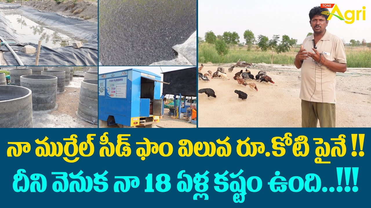 Murrel Fish Farming in Telugu | నా ముర్రేల్ సీడ్ ఫాం విలువ రూ.కోటి పైనే ...