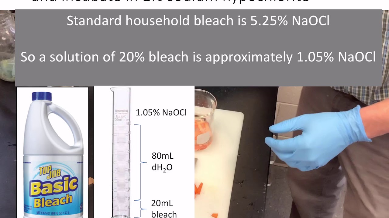 Carrot Callus Induction 2 - Tissue Preparation - Plant Tissue Culture ...