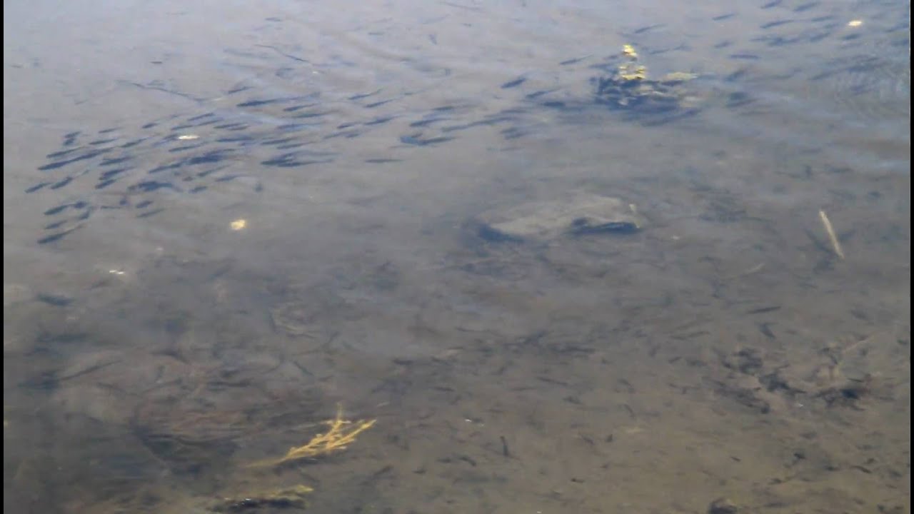 SAND SHRIMP (Crangon spp.) TIDAL POOL - YouTube