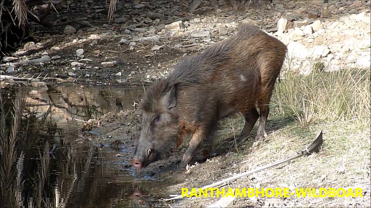 जंगली सूअर रणथंबोर में INDIAN WILD BOAR/ PIG- RANTHAMBHORE WILDLIFE ...