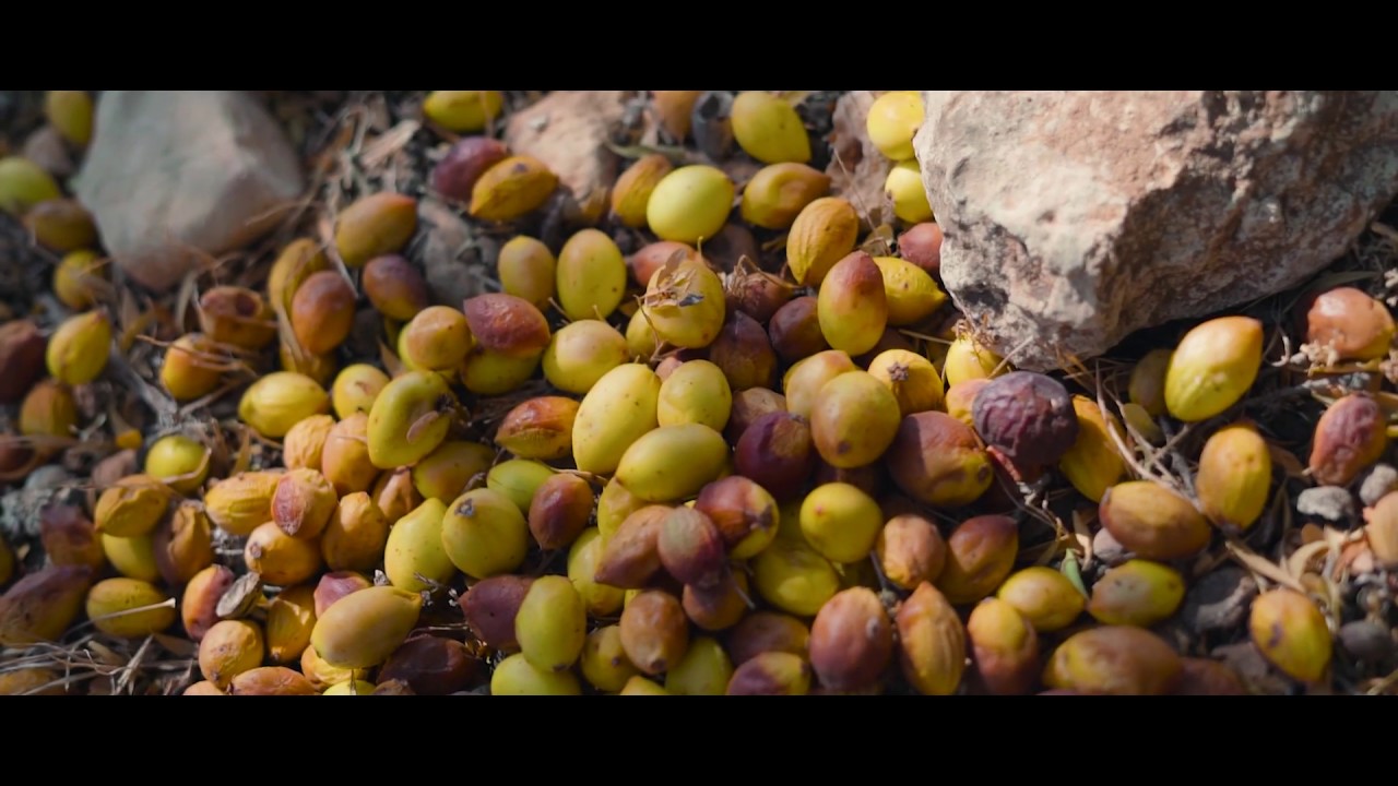 Argan Oil : Moroccan Soil - YouTube
