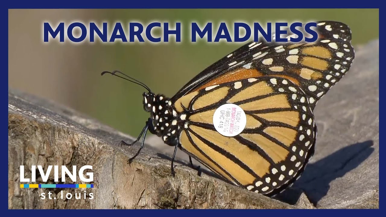 Monarch Madness | Living St. Louis - YouTube