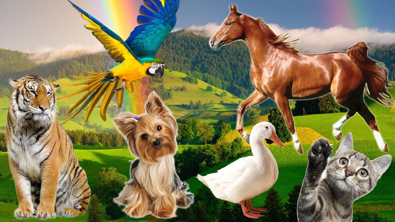 Playful, cute animals, daily sounds animals - Cows, pigs, cats, horses ...