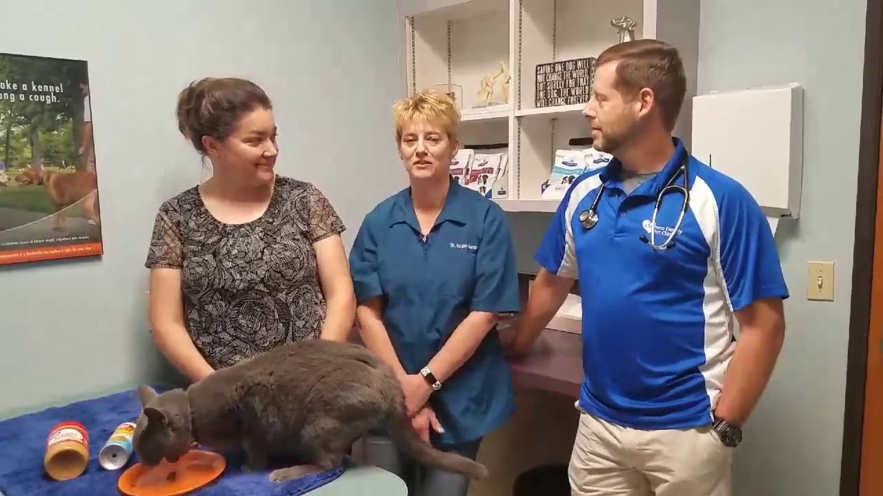 What does it mean to practice Fear Free/ Low-Stress Handling techniques ...