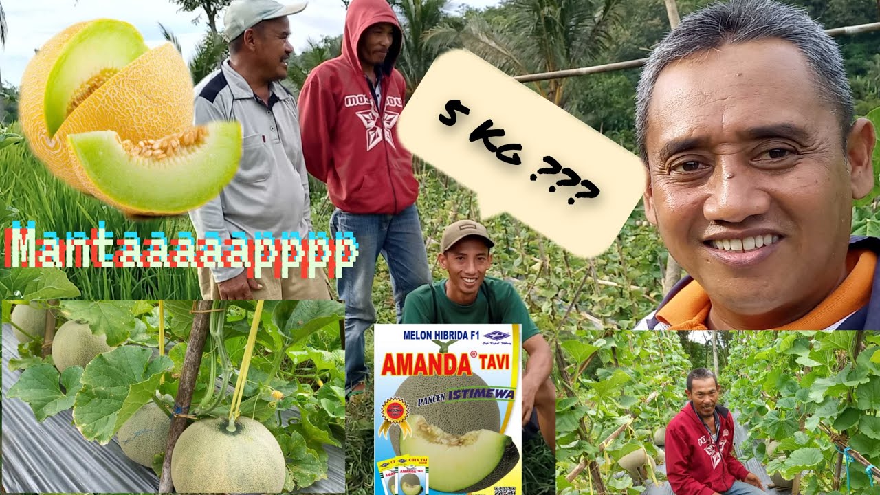 Petani Melon Amanda (Chia Tai) Dapat Mencapai 5 Kg per pohon - Cibening ...