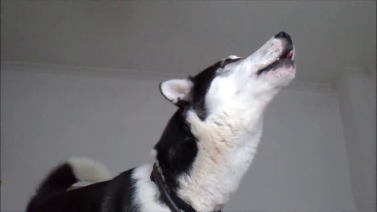 autotune dog - YouTube
