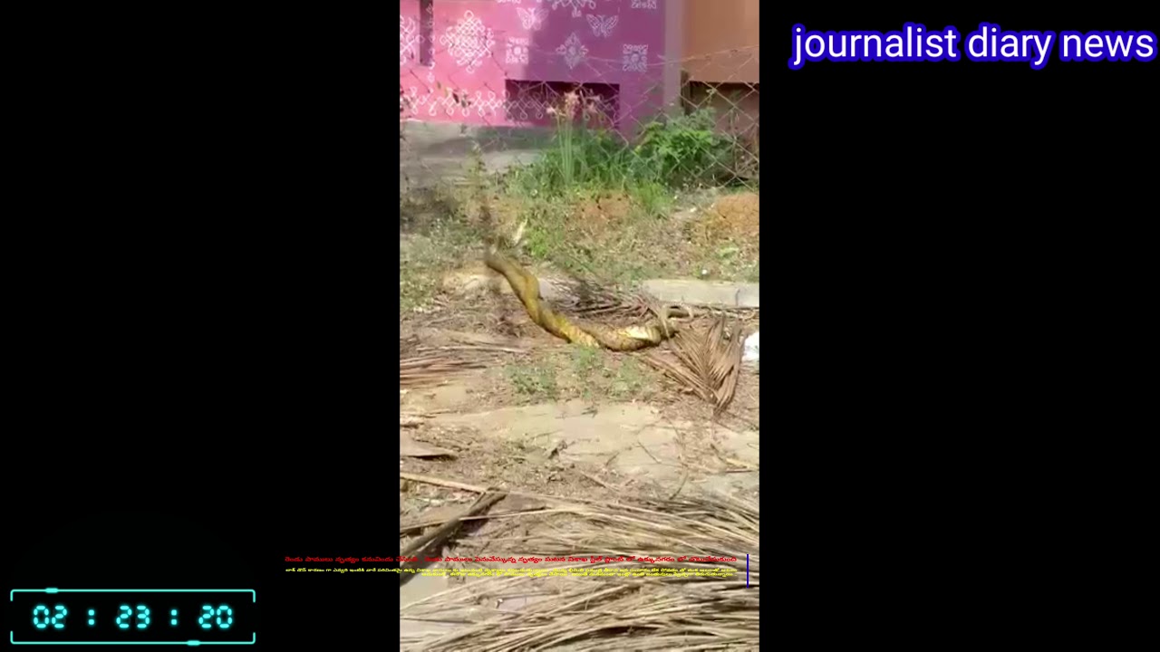 పాముల సయ్యాట # Snake dance - YouTube