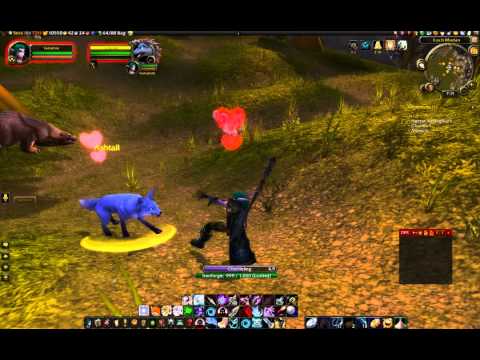 Ashtail Tame - Rare Grey Fox in Loch Modan - YouTube