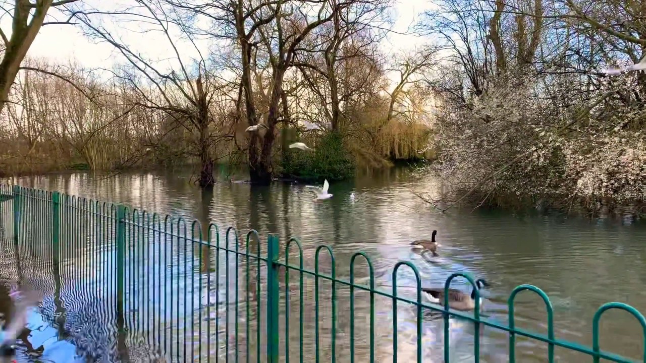 Fog lane park at the flood - YouTube