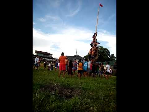 Palosebo,traditional game,players try to climb to secure the prize#fyp ...