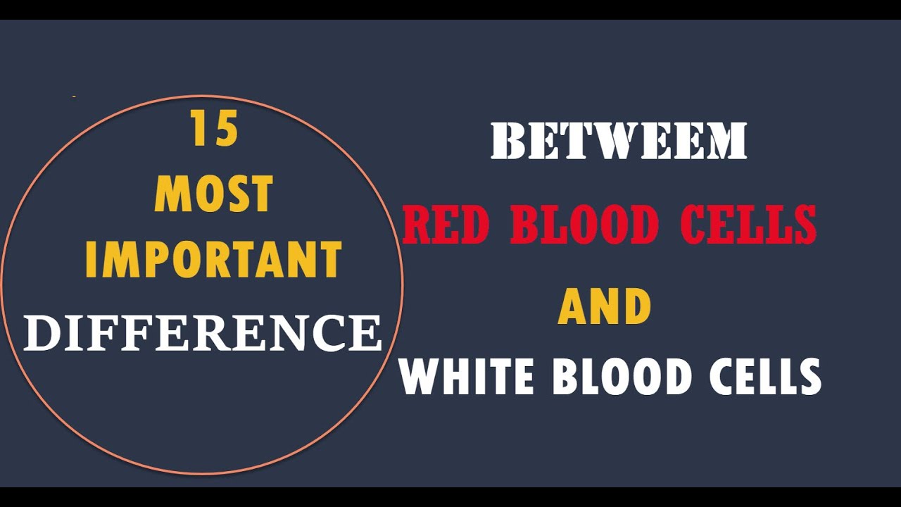 difference between rbc and wbc - YouTube