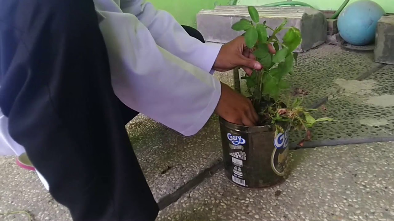 Pengamatan Bintil Akar Pada Tanaman Leguminosa | Praktikum Mikrobiologi ...