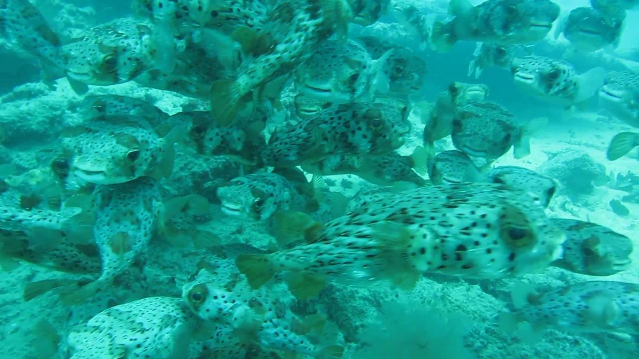 Immersioni a Capo Verde - Isola di Sal - S. Antao Wreck - YouTube