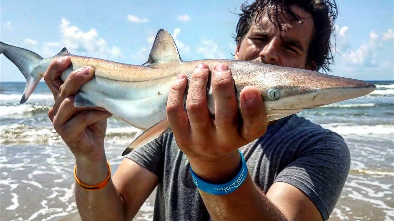 Baby Shark PLUS Whiting Catch and Cook - YouTube