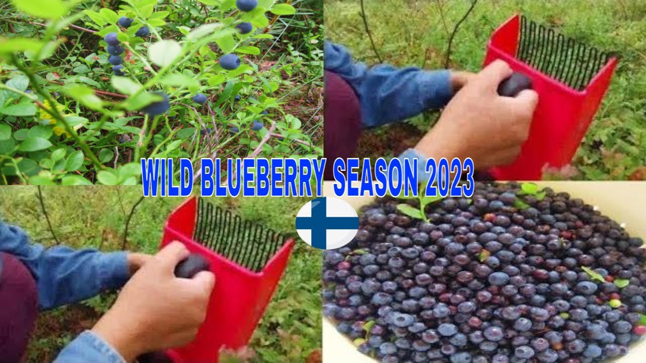 Blueberry season again & lets go to harvest wild blueberries from the ...