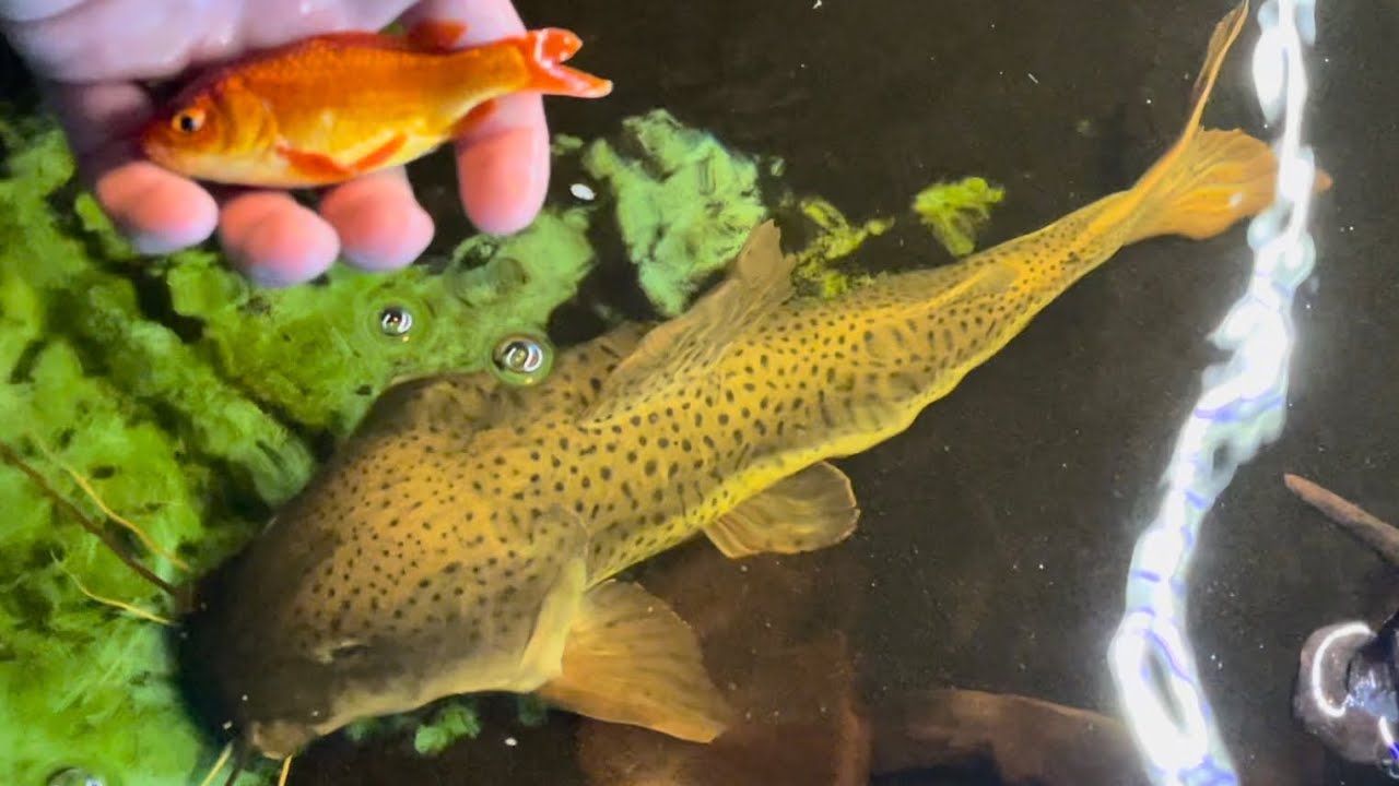 Pet Catfish Like to Eat Live Goldfish - YouTube